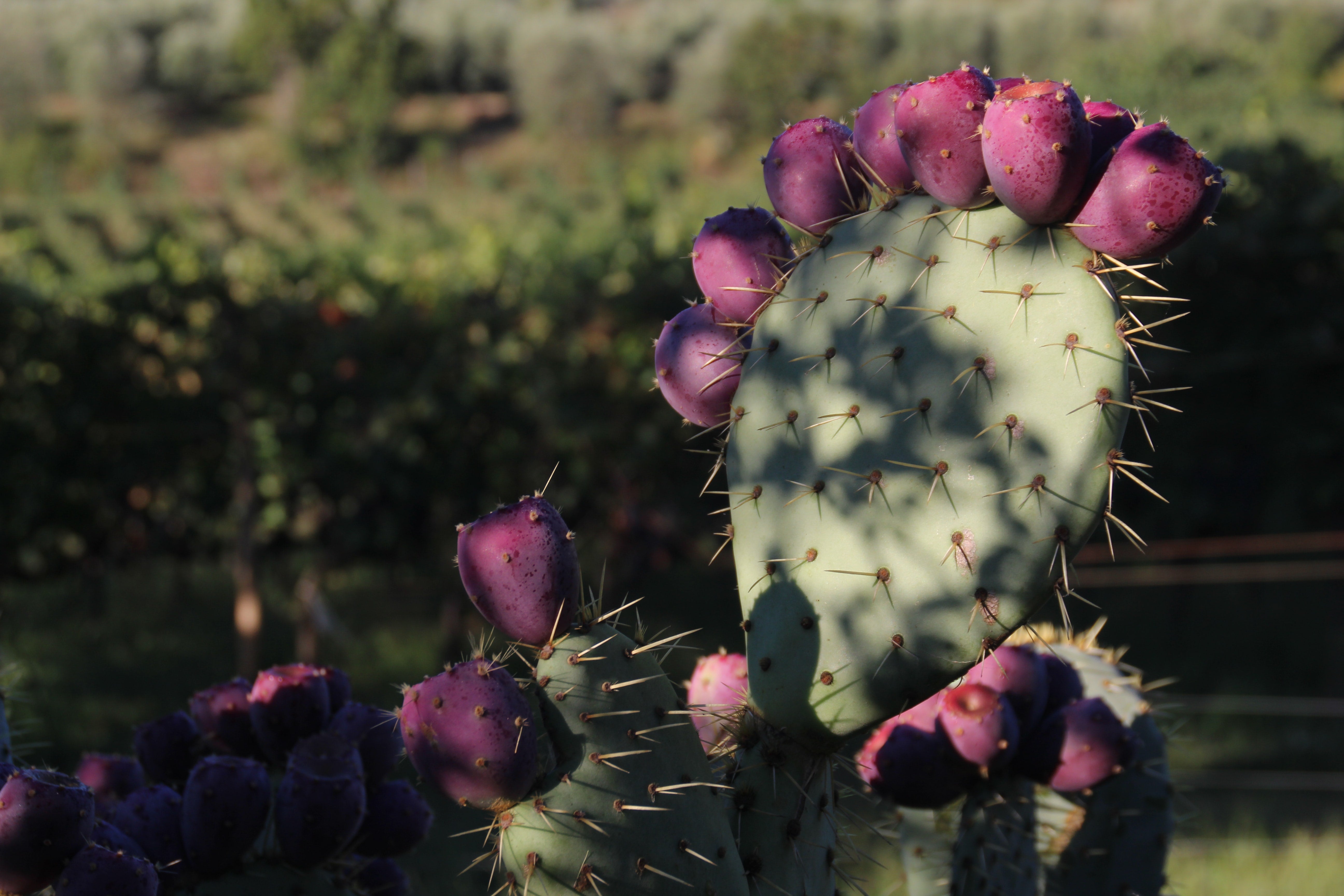 Créer des boutures de Cactus Opuntia – Diaiwaie